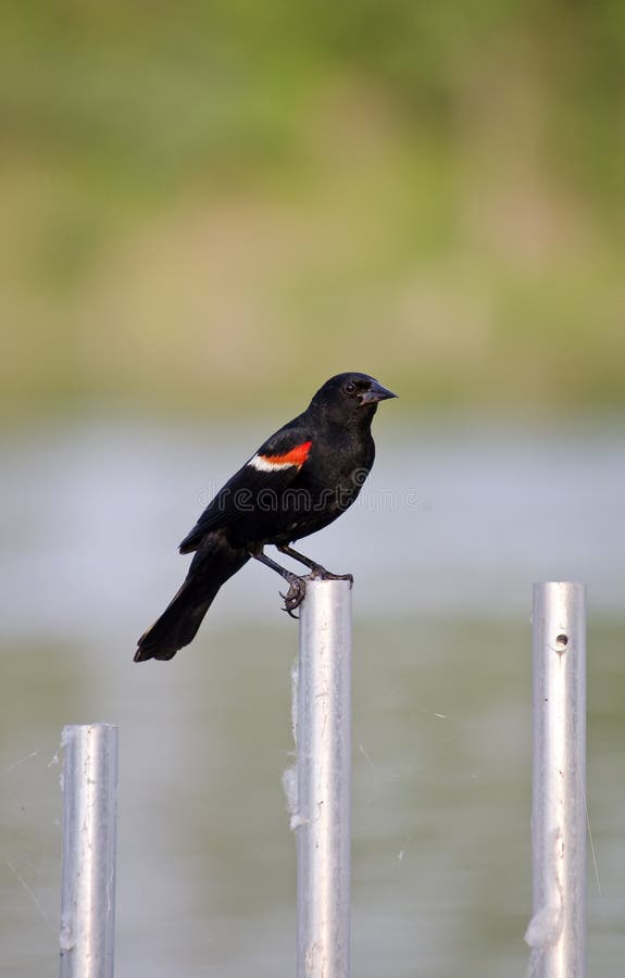 Red-winged Black Bird in the Sunset Stock Photo - Image of nature, pole ...
