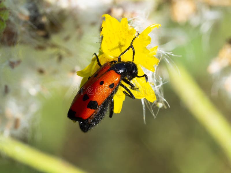 Red Winged, Black Spotted, Bug Stock Image - Image of insect, black ...