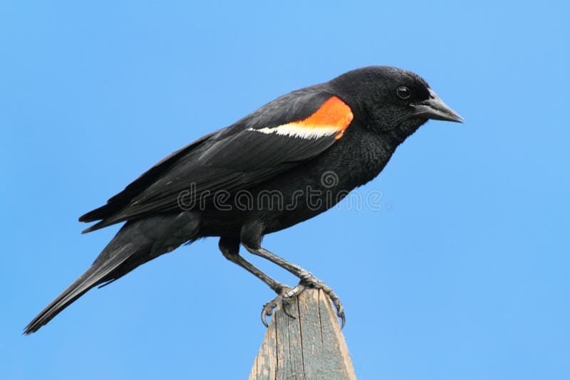 American Robin stock image. Image of american, perch, wild - 122311