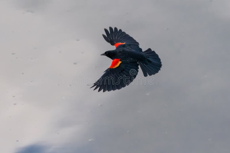 Red-winged Blackbird in Flight Stock Photo - Image of redwing, male ...