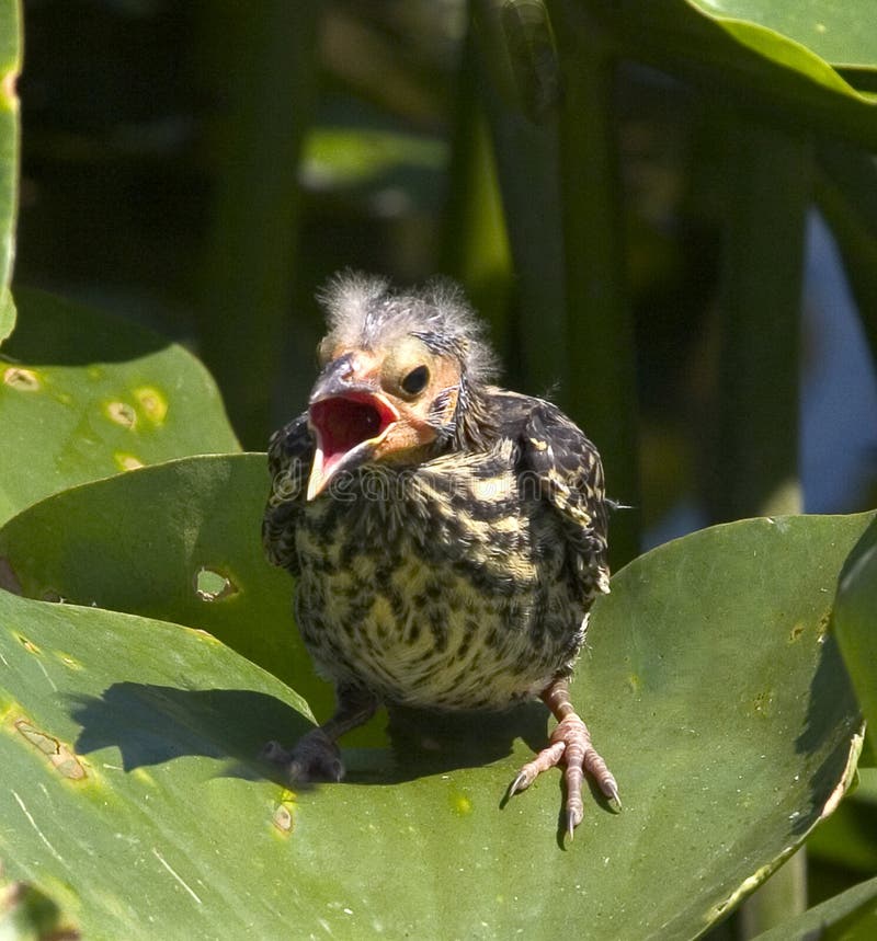 Red-winged Blackbird, baby stock photo. Image of black - 1008320