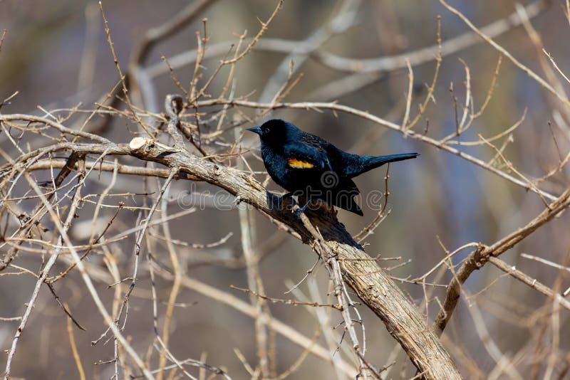 Red Winged Blackbird stock photo. Image of birding, spring - 68817212