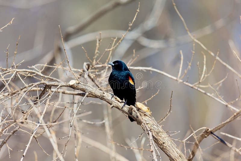 Red Winged Blackbird stock image. Image of white, canada - 69068657
