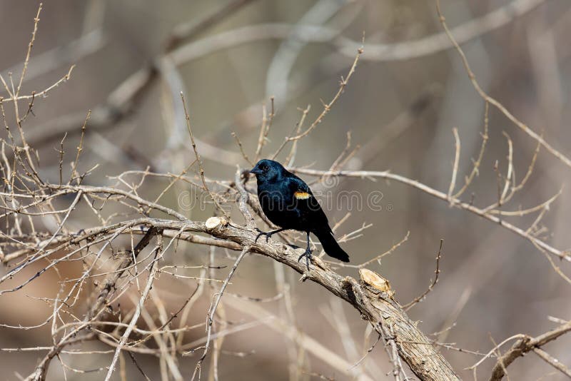 Red Winged Blackbird stock image. Image of nature, white - 69068685