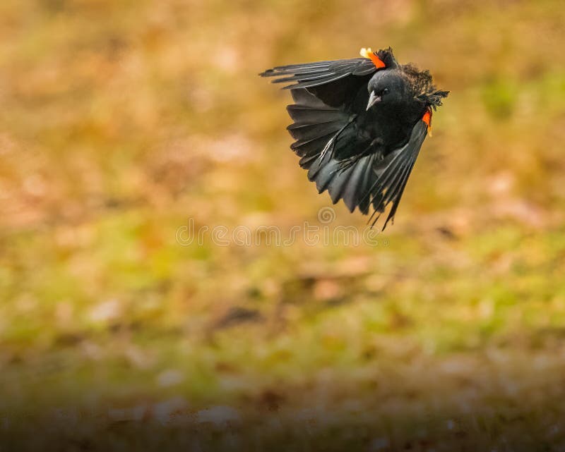 Red-Winged Blackbird stock image. Image of plumage, ornithology - 362750059