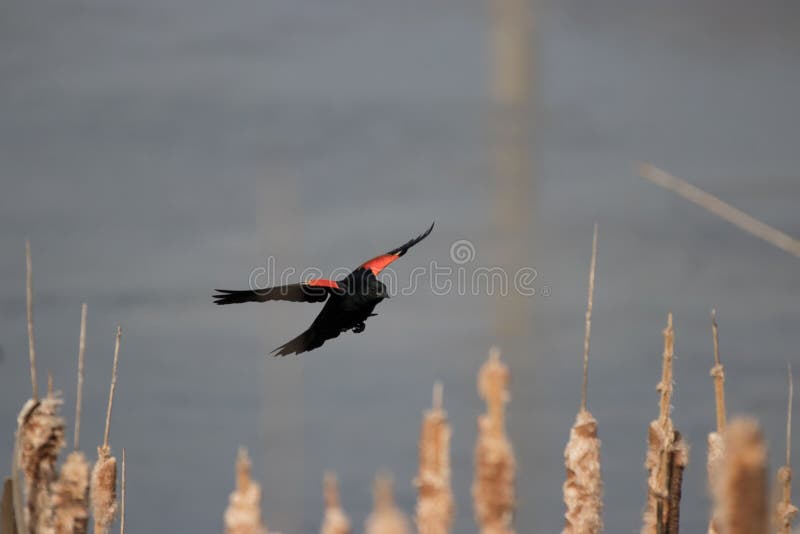 Red-Winged Blackbird in Flight Stock Photo - Image of flying, cattails ...