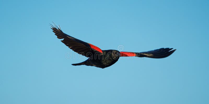 Red Winged Blackbird Flying in the Bright Blue Sky Stock Photo - Image ...
