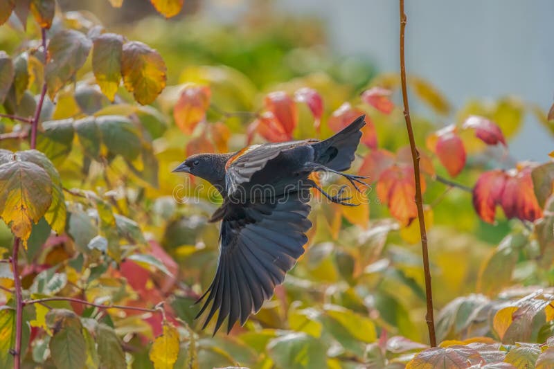 Red Winged Blackbird Flying Off a Tree Stock Image - Image of tree ...