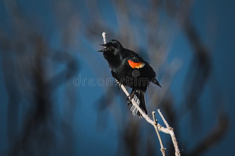 Red-winged Blackbird Male on Tree Branch Calling Stock Image - Image of ...