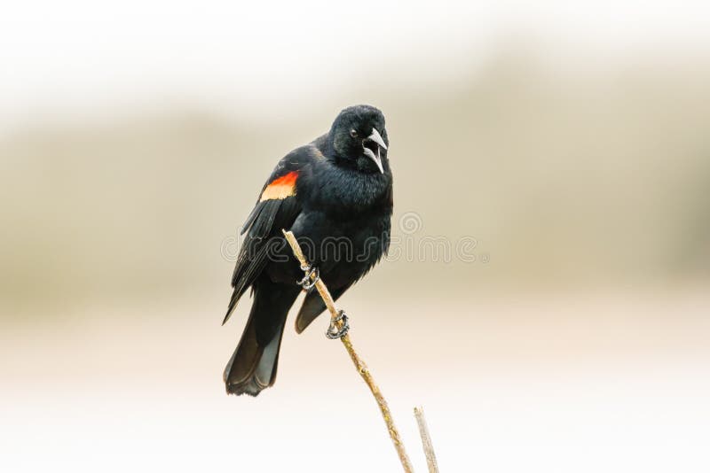 Red-winged Blackbird Singing on Long Reed Stock Photo - Image of ...