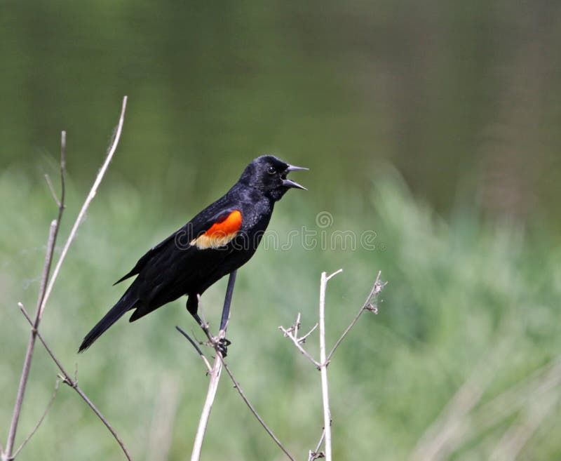 Red-winged Blackbird Singing Stock Image - Image of sitting, speaking ...