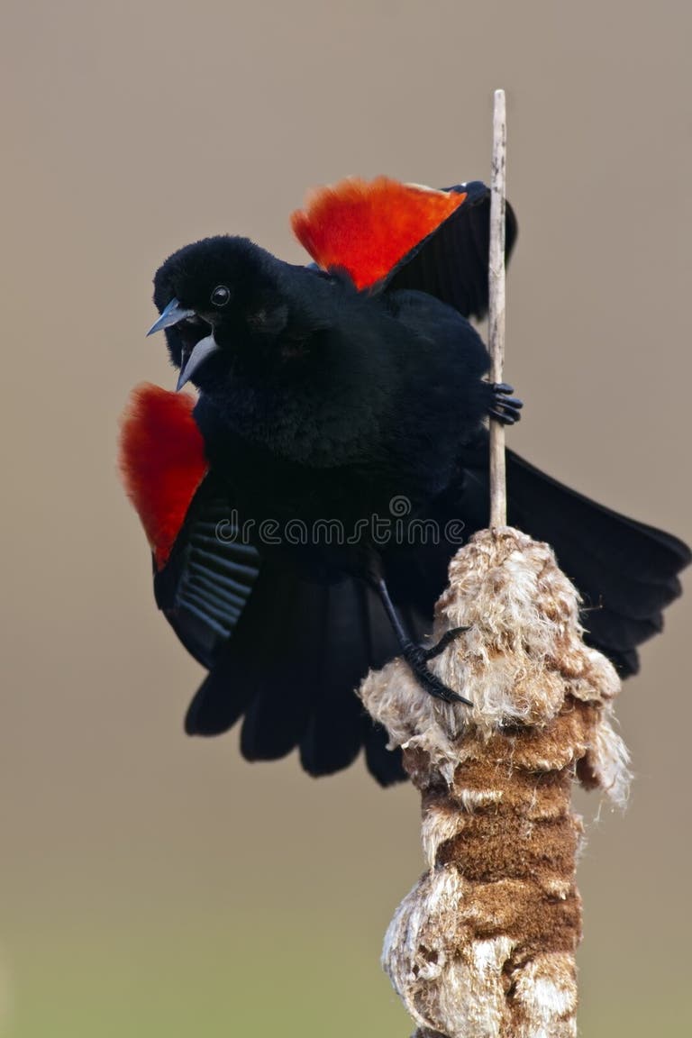 1,212 Cattails Bird Stock Photos - Free & Royalty-Free Stock Photos ...