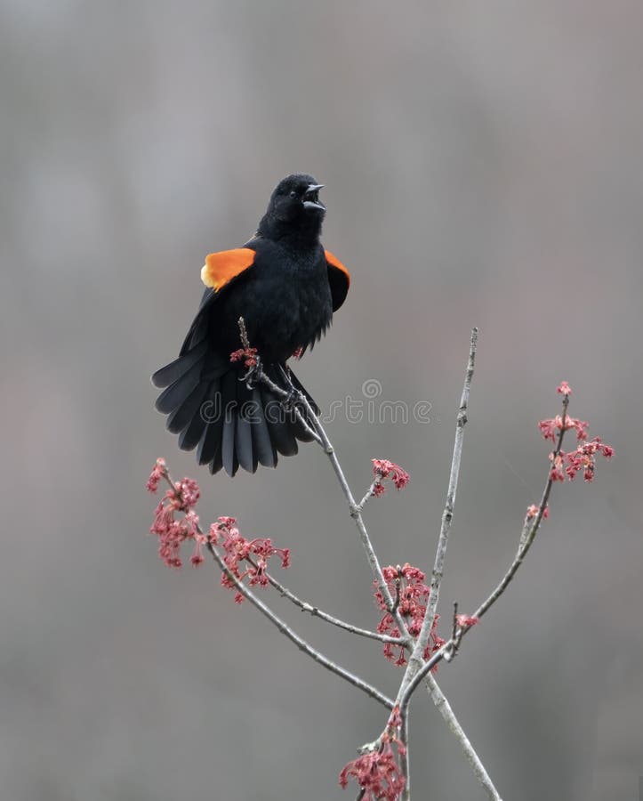 Red-winged Blackbird Calling from Treetop Stock Photo - Image of ...