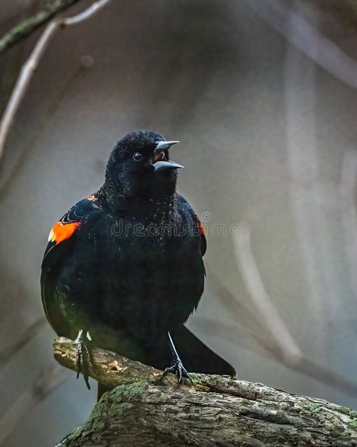 Red-Winged Blackbird stock image. Image of black, closeup - 362750035