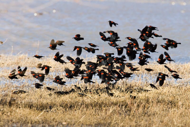 Red-winged Blackbirds Flying through a Field of Wheat Stock Image ...