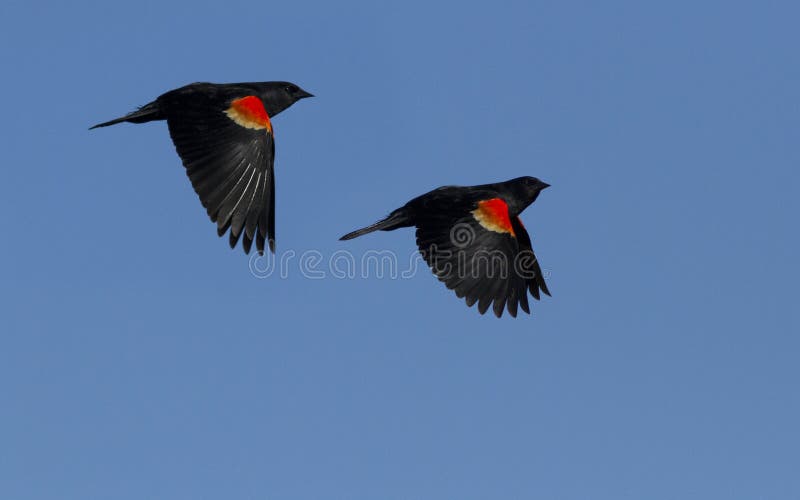 Red Winged Blackbirds In Flight Stock Image - Image of birding, scream ...