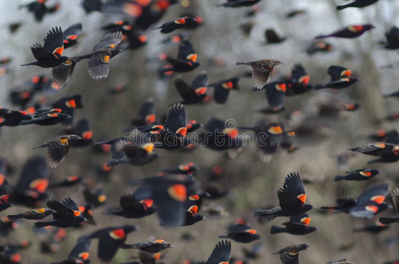 Red Winged Blackbirds in Flight Stock Image - Image of birding, scream ...