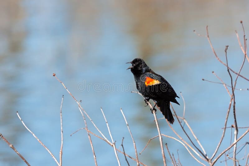 A Red-winged Blacking Sings a Song Stock Image - Image of redwing, lake ...