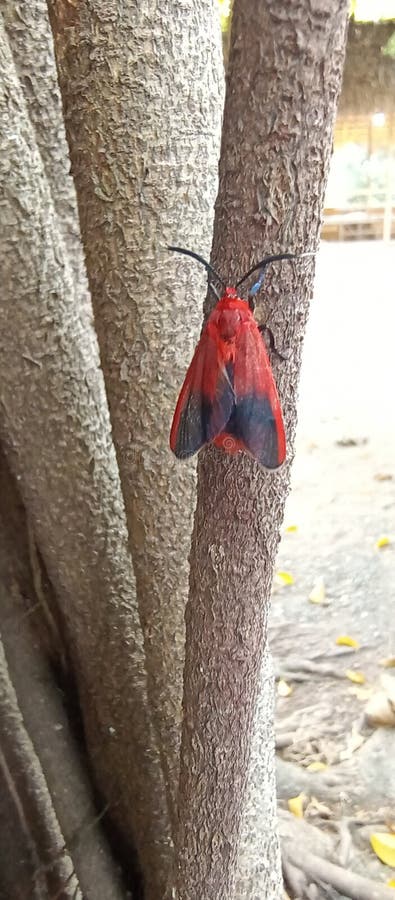 Red winged moth stock photo. Image of india, insects - 279282474