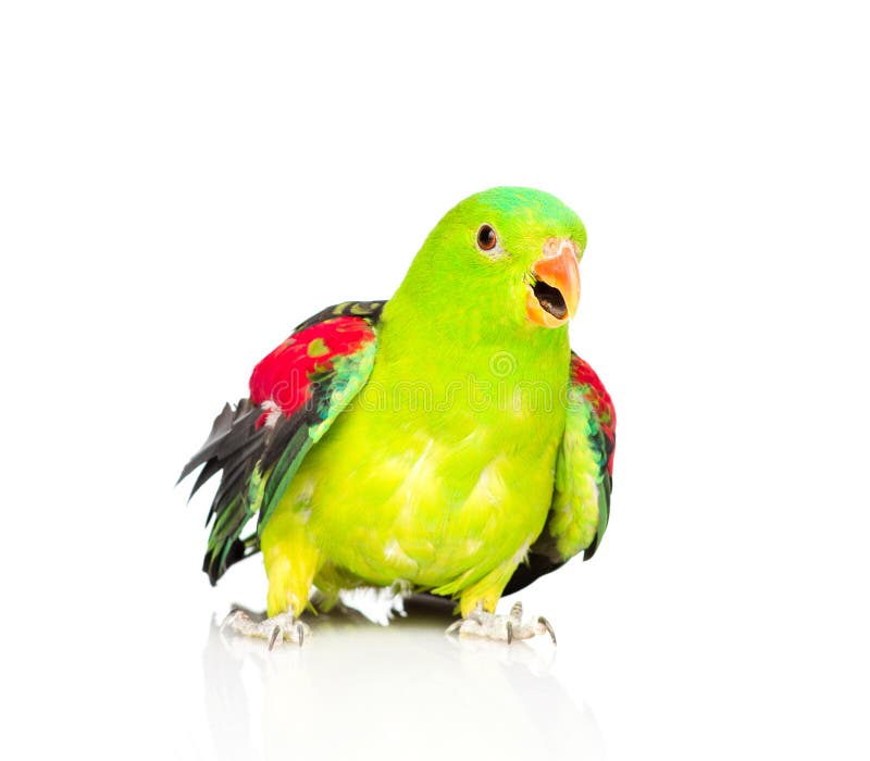 Red-Winged Parrot (Aprosmictus Erythropterus) in Front . Isolated Stock ...