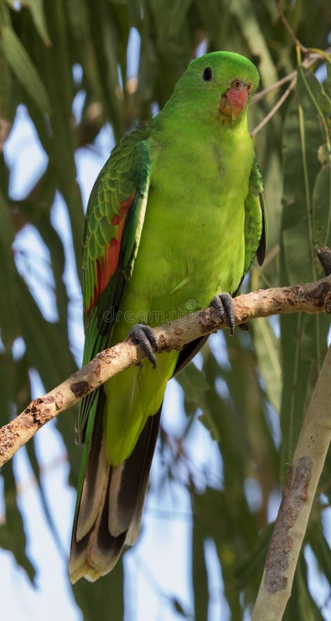 Red Winged Parrot in Australia Stock Image - Image of aprosmictus, bird ...