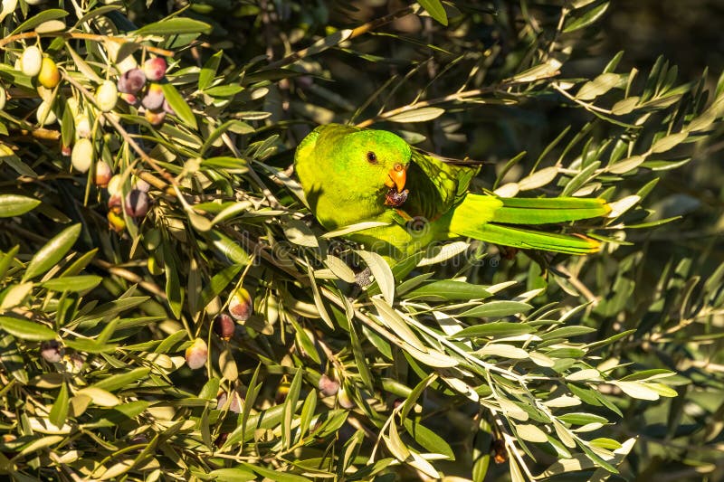A Red Winged Parrot Feeding in an Olive Tree Stock Image - Image of ...
