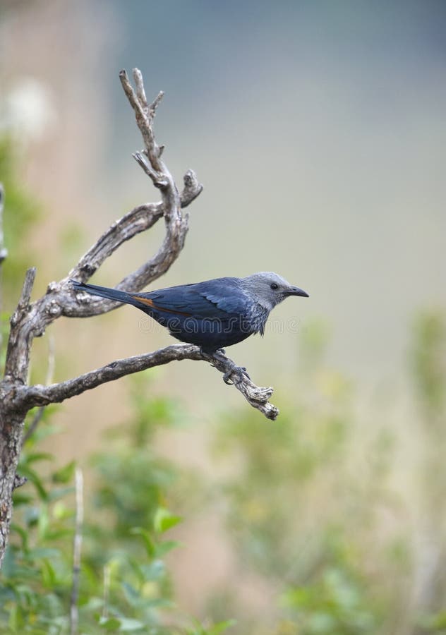 Red-winged Starling stock photo. Image of bird, green - 10397448