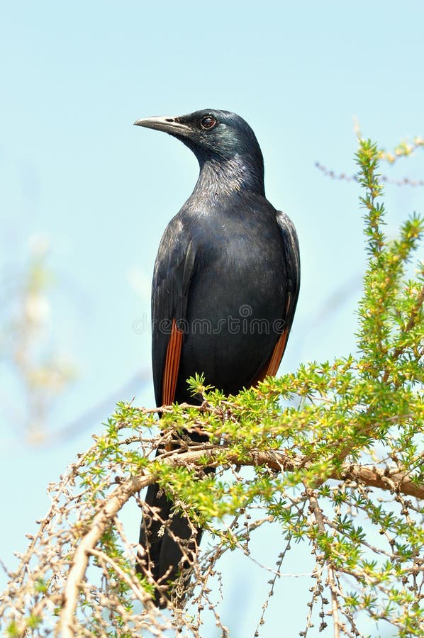 Red-winged starling stock photo. Image of beak, winged - 12254952