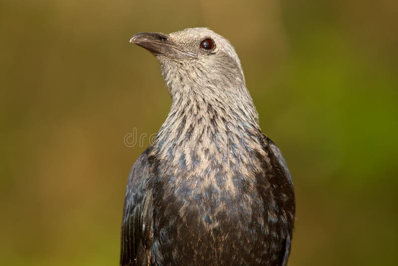 Red-winged starling stock image. Image of african, starling - 17968207