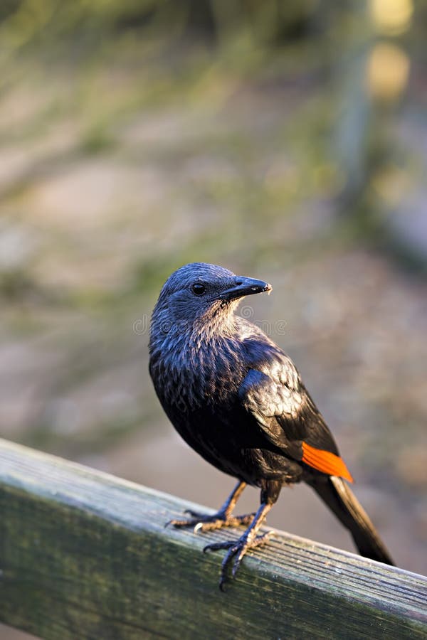 Red winged starling stock image. Image of cape, common - 88662171