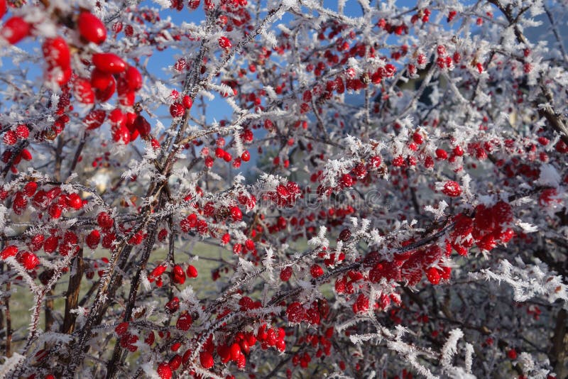 Red winter berries stock image. Image of berberitze, winterbeere - 41160067