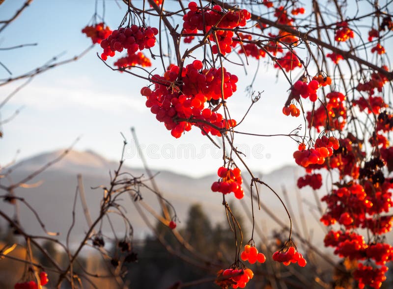 Winter berries stock image. Image of frozen, light, nature - 17812559