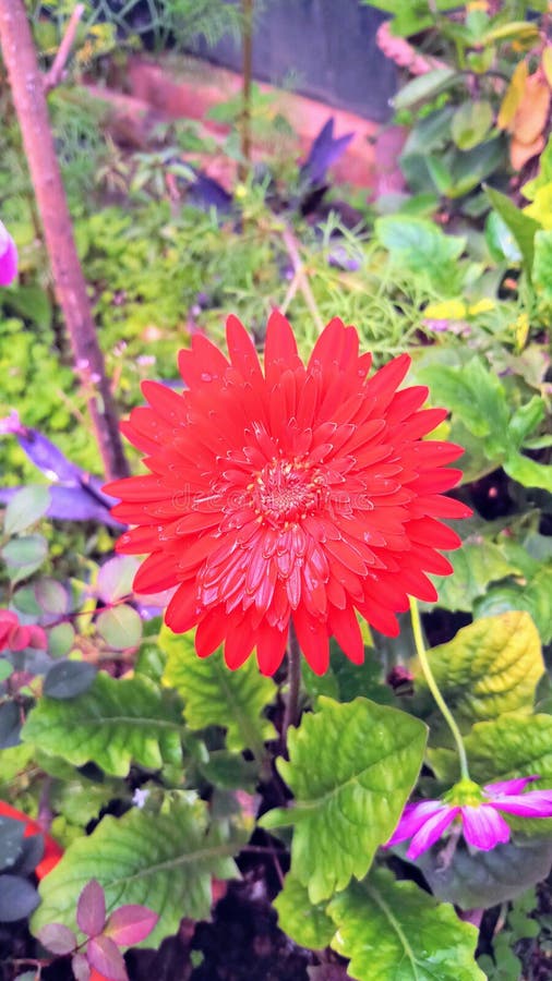 Red winter Flower stock image. Image of beautiful, wallpaper - 173259845