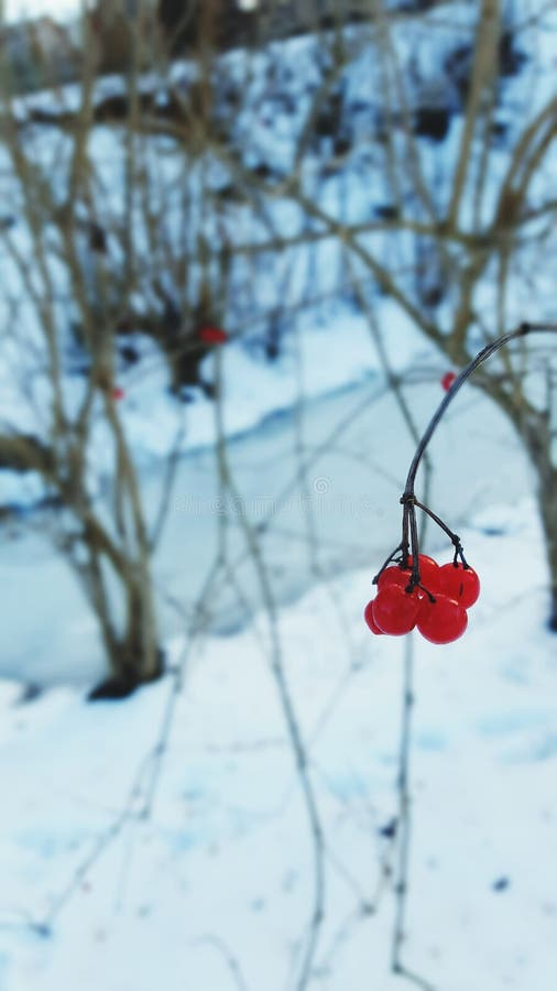 Red in the winter stock image. Image of balls, winter - 85027121
