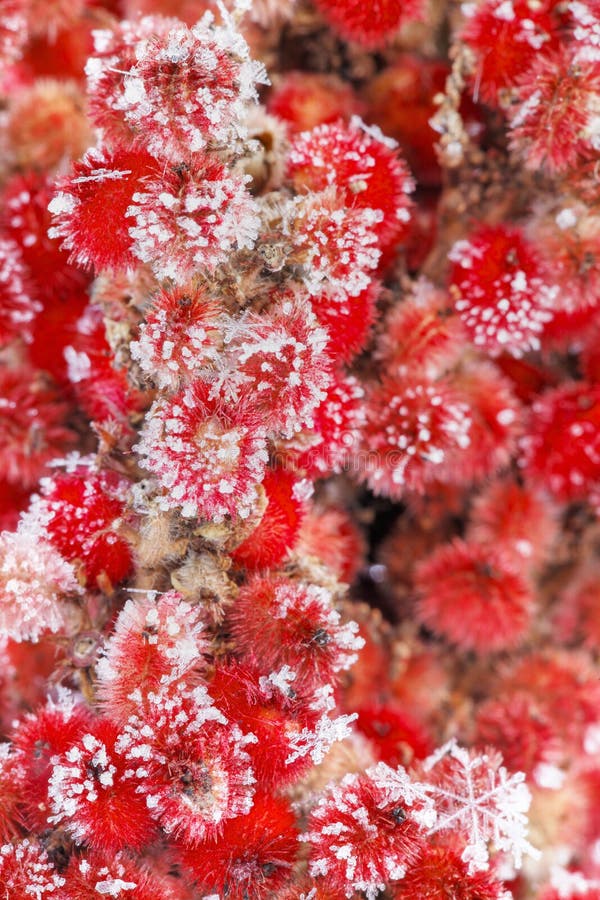 Red winter vegetation stock photo. Image of outdoor, nature - 12536738
