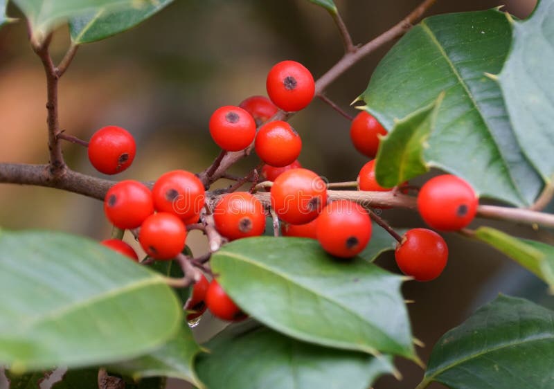 Red Winterberry Holly `Red Sprite` on the Tree Stock Photo - Image of ...