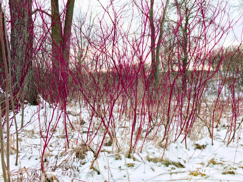 Red Wisps stock photo. Image of effect, season, nature - 88667520