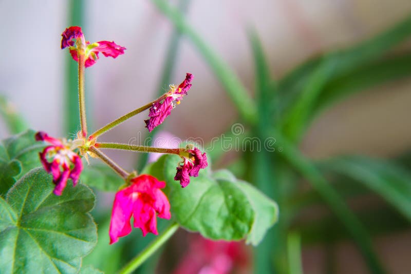 A Red Withered Geranium Flower Stock Photo - Image of blossom, aged ...