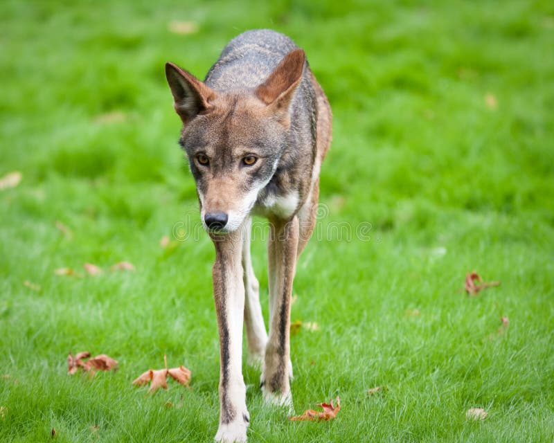 Red wolf stock photo. Image of freedom, wolf, wood, animal - 16622100