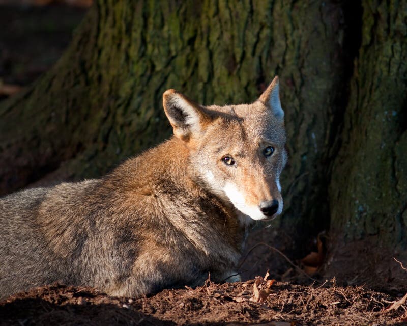 Red wolf stock photo. Image of wild, predator, animal - 16622038