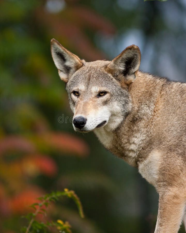 Red wolf stock photo. Image of wildlife, freedom, wolf - 16652950