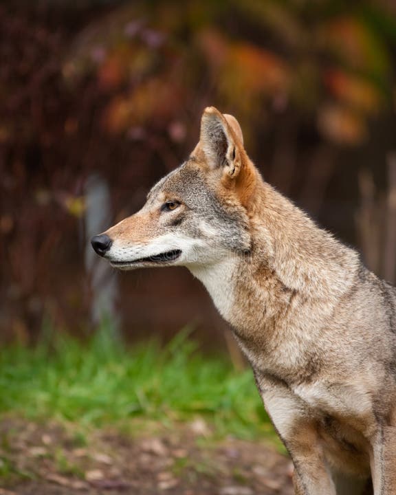 11,930 Red Wolf Stock Photos - Free & Royalty-Free Stock Photos from ...