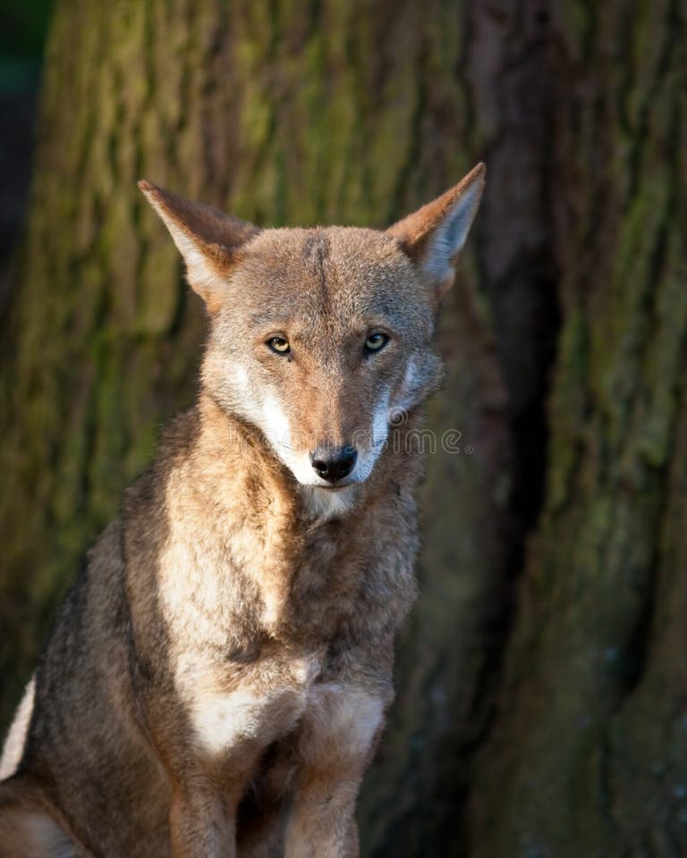 10,688 Red Wolf Stock Photos - Free & Royalty-Free Stock Photos from ...