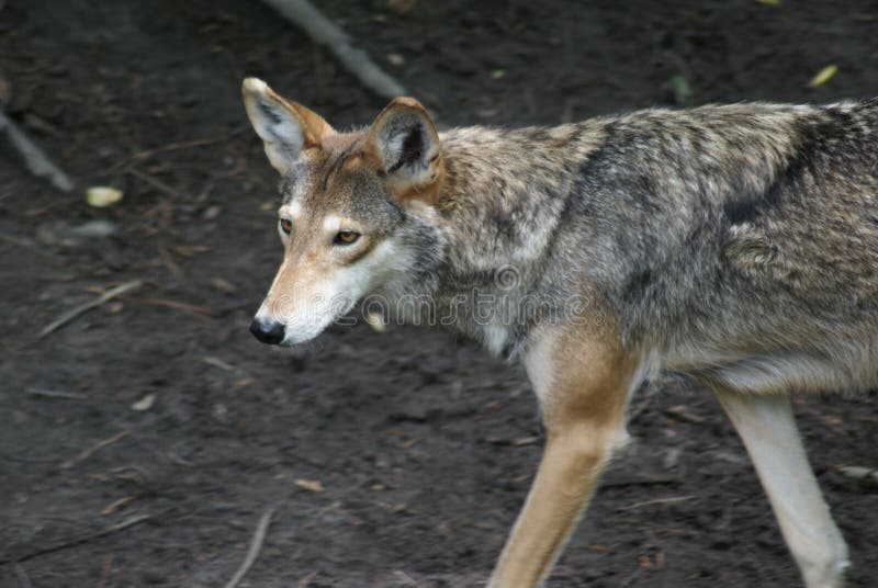 Red Wolf stock image. Image of lupus, living, canis - 173639113
