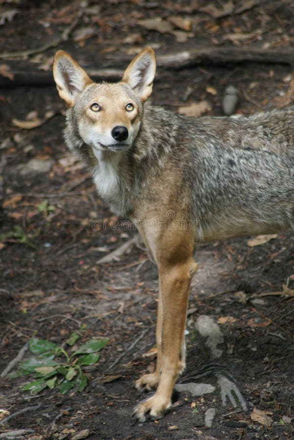 Red Wolf stock image. Image of virginia, rufus, wolf - 173639287