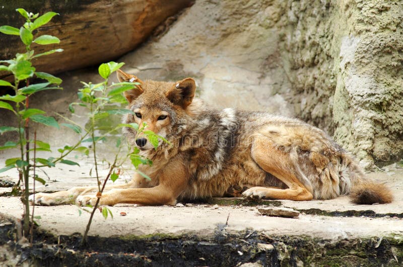 Red wolf stock photo. Image of frown, wilderness, prey - 3084250