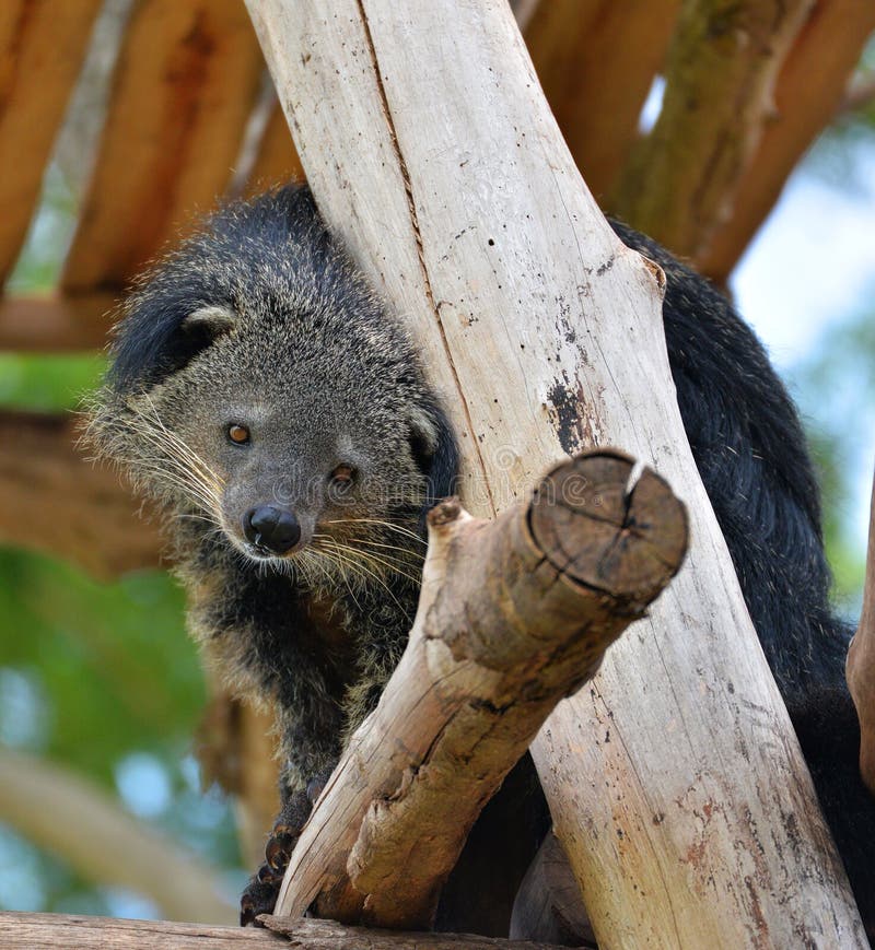 Bearcat stock image. Image of philippines, manila, food - 61435523