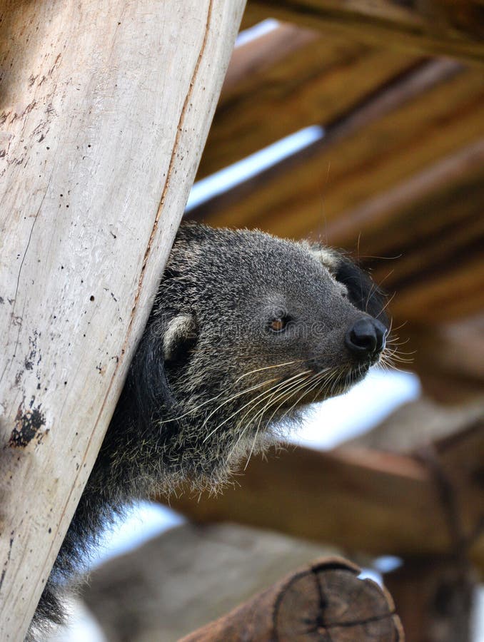 Bearcat stock photo. Image of philippines, head, hairy - 61435530