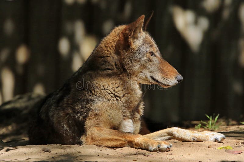 Red Wolf stock photo. Image of lupus, face, buckskinman - 70764708