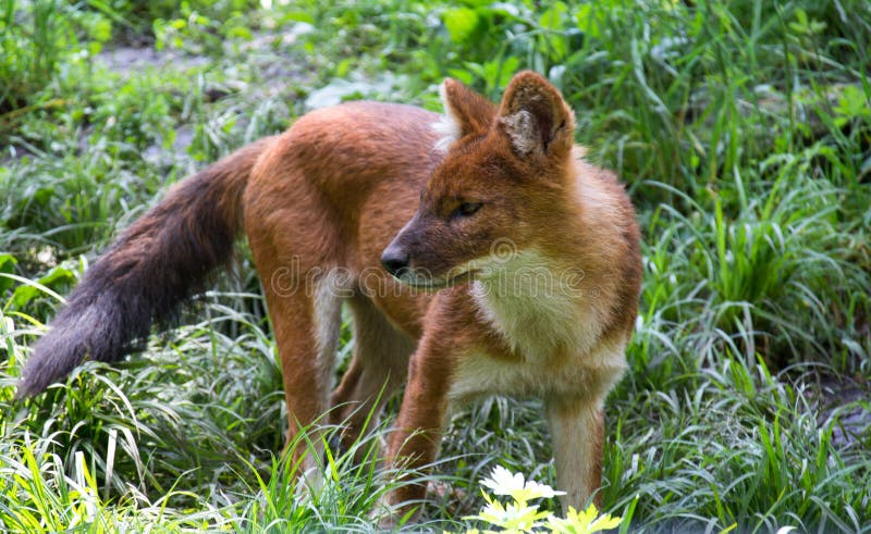Red wolf stock photo. Image of endangered, perilous, portrait - 74081174